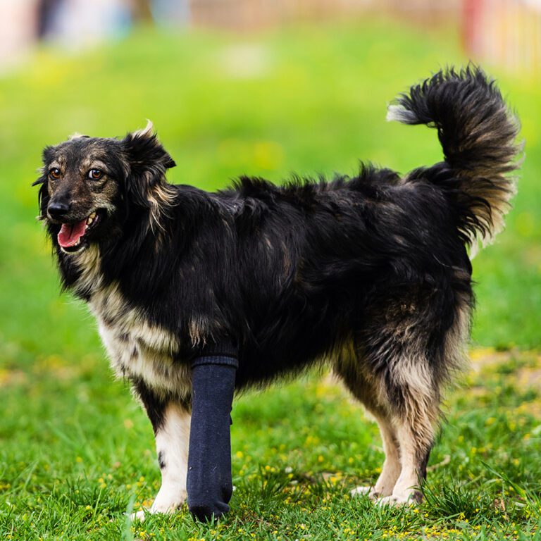 Orthopedic Surgery | Randhurst Animal Hospital | Vet in 60056